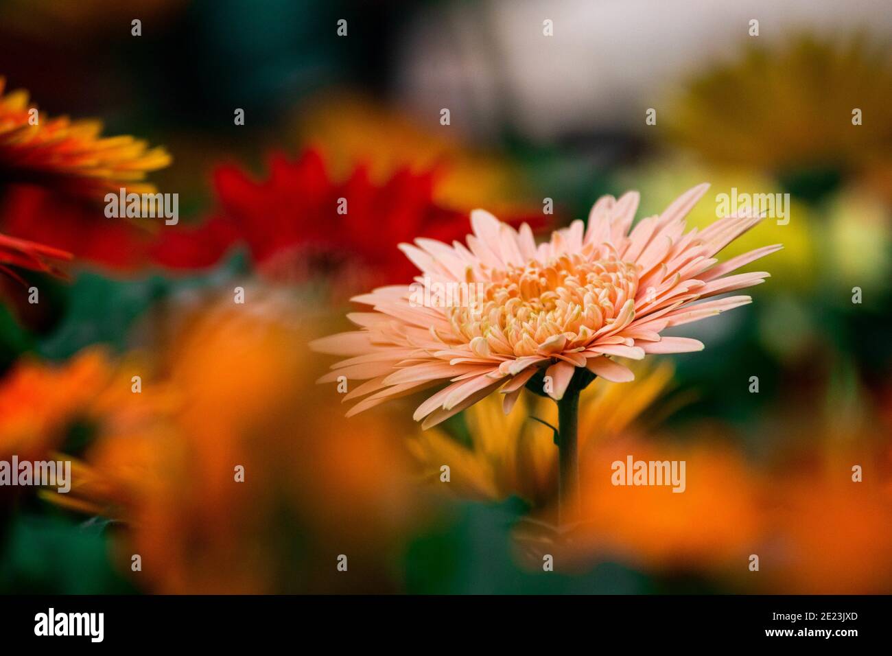 Cora flower hi-res stock photography and images - Alamy