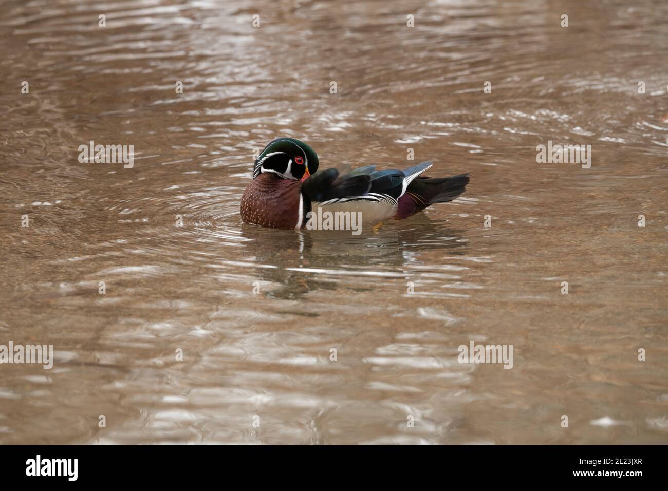 America ducks hi-res stock photography and images - Alamy