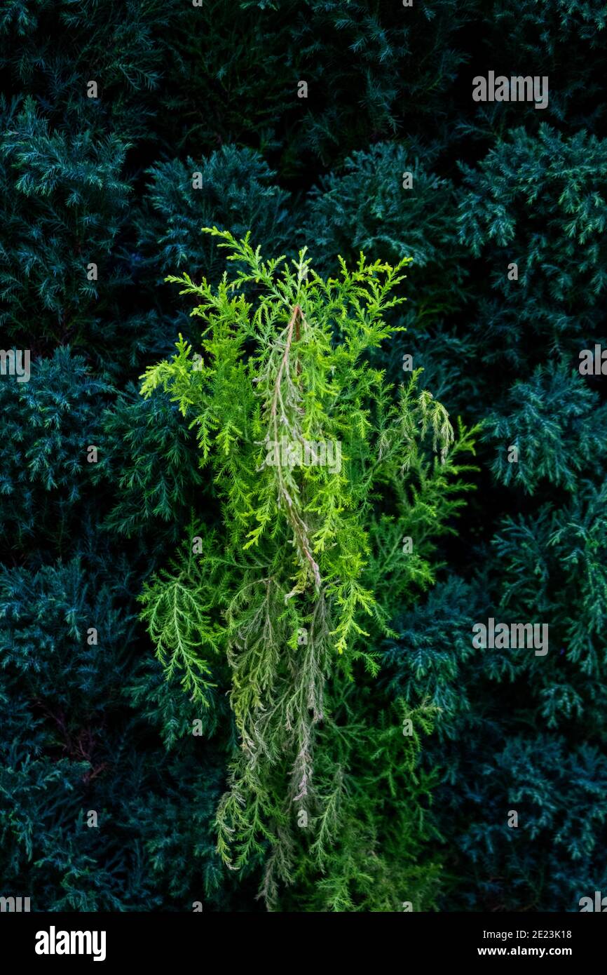 Closeup vertical shot of an evergreen cypress plant broken branch Stock ...