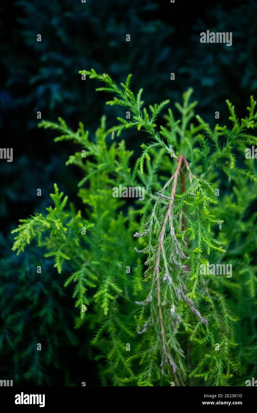 Closeup vertical shot of an evergreen cypress plant broken branch Stock ...