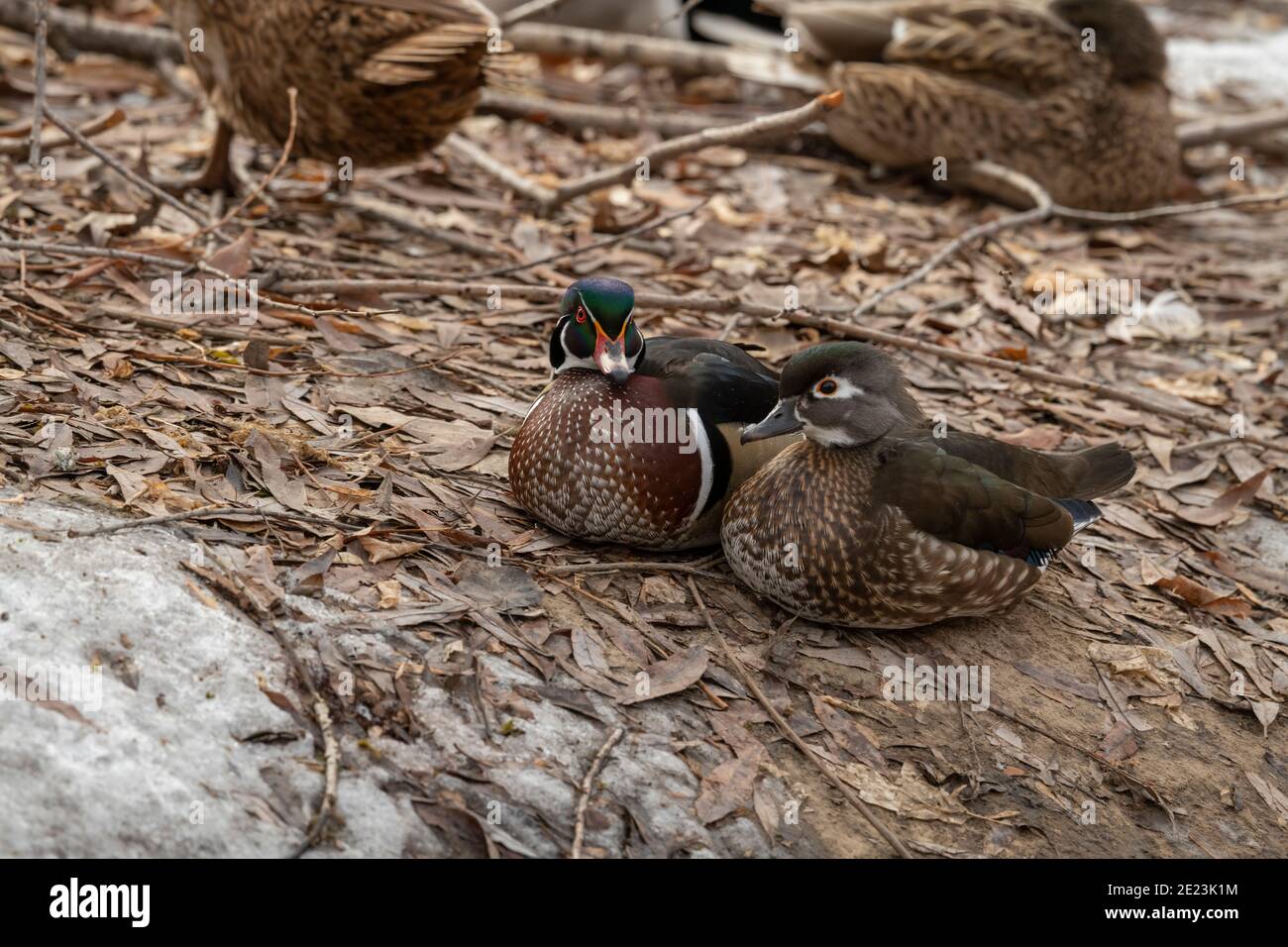 Hen wood duck hi-res stock photography and images - Alamy