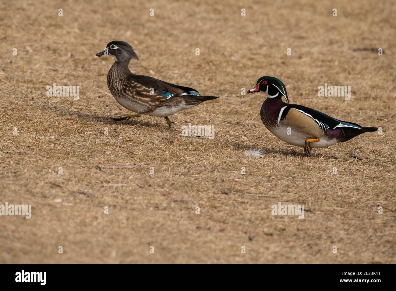 Waterfowl ducks on land hi-res stock photography and images - Alamy