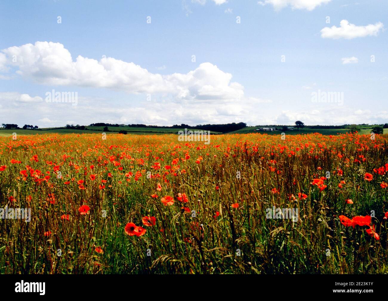 Sedgefield England High Resolution Stock Photography and Images - Alamy
