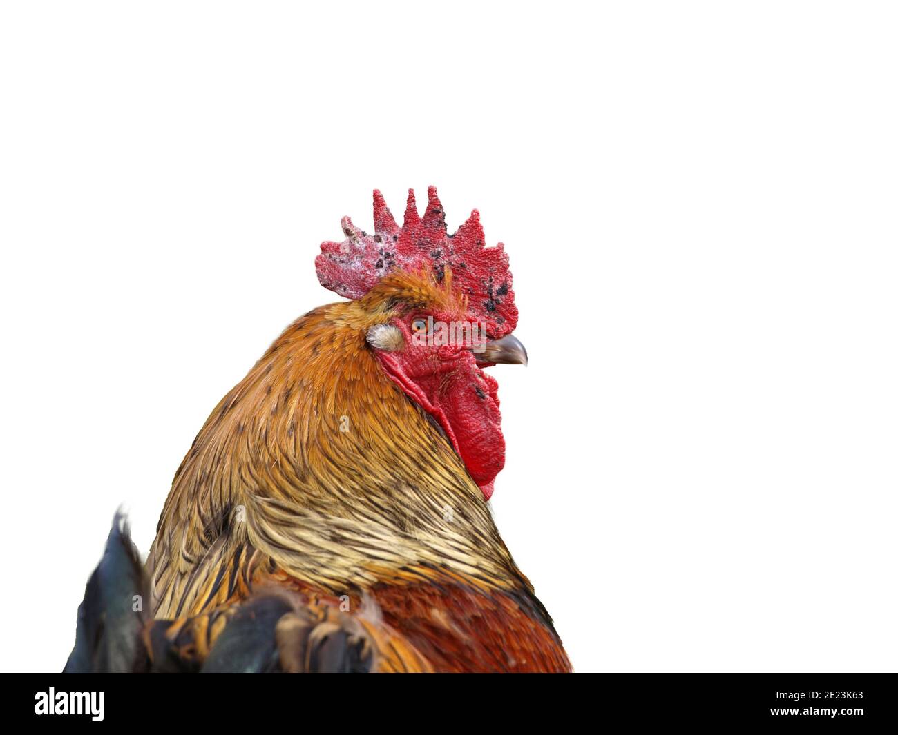 Side view portrait of a domestic chicken rooster isolated against a ...