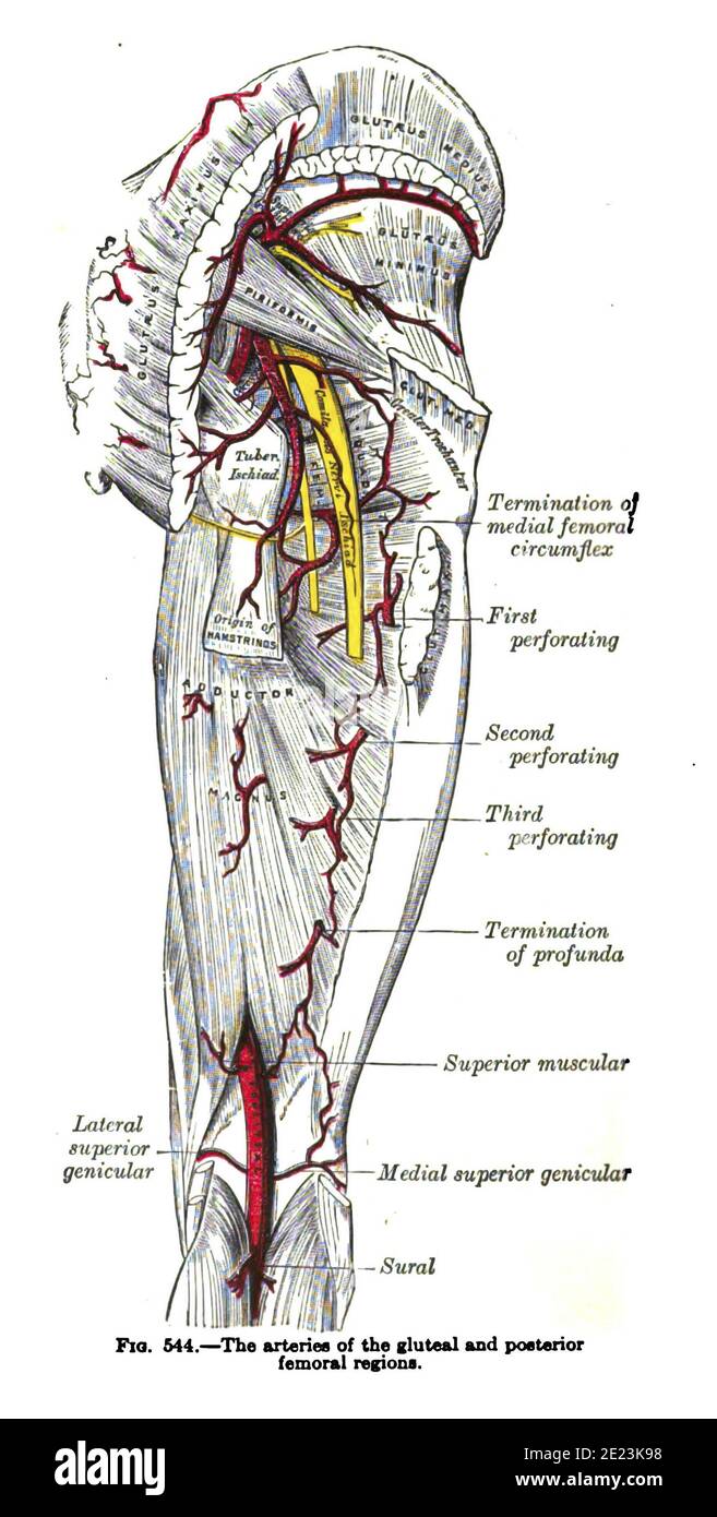 Human arm anatomy hi-res stock photography and images - Alamy