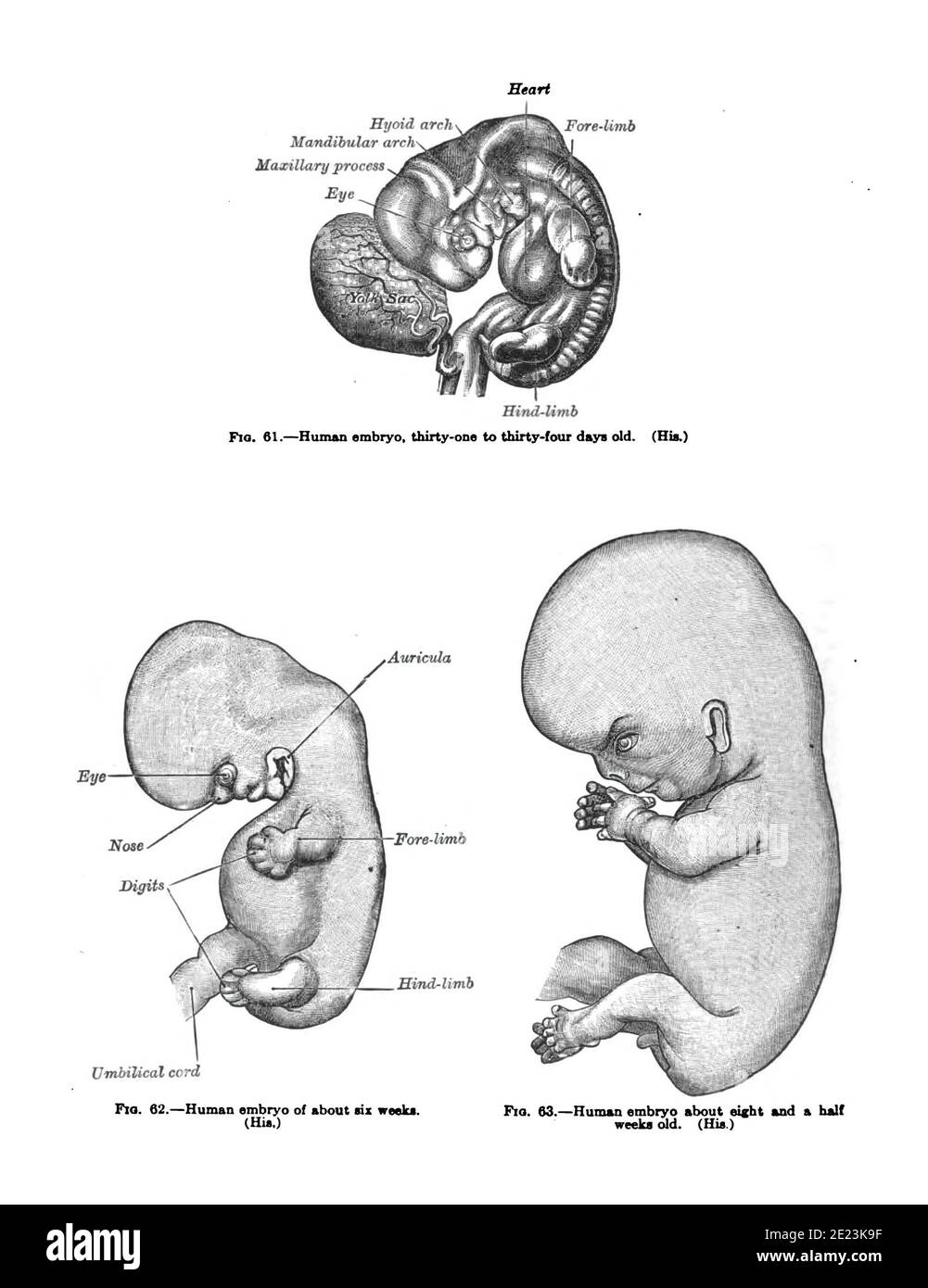 Fetus baby anatomy hi-res stock photography and images - Alamy