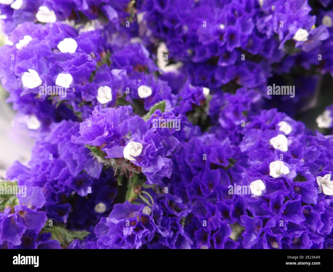 Selective shot of a beautiful bouquet of blue Limonium Stock Photo - Alamy