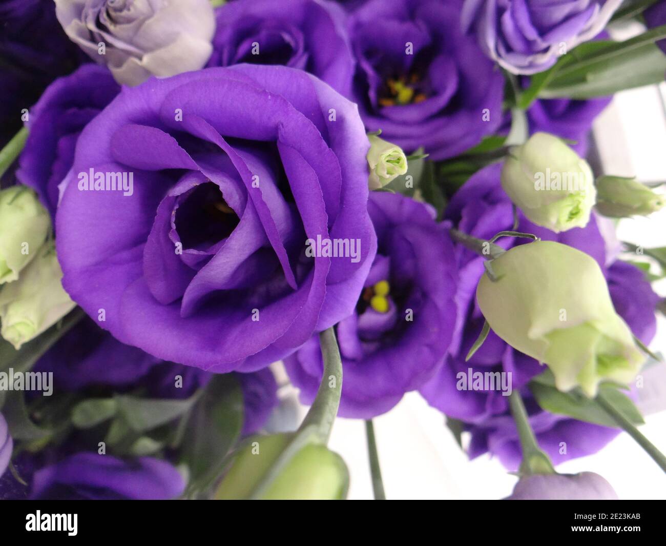 Selective shot of a beautiful purple Eustoma flower bouquet Stock Photo ...