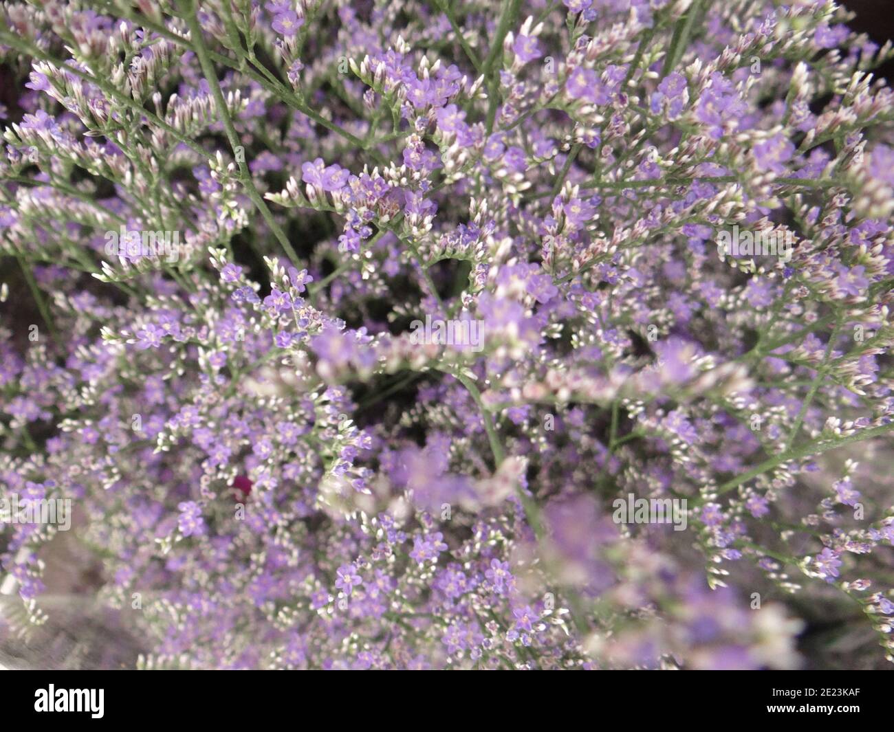 selective shot of a beautiful plant with very small violet blossoms ...