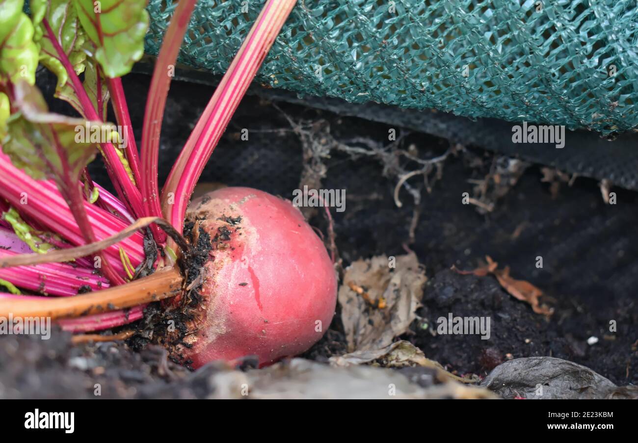 Growing sugar beet uk hi-res stock photography and images - Alamy