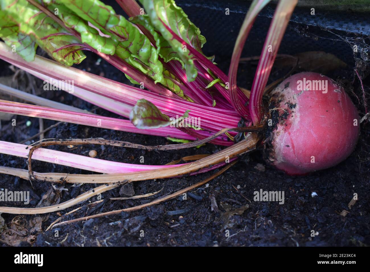 The beetroot is a round hard red vegetable which grows under the ground ...