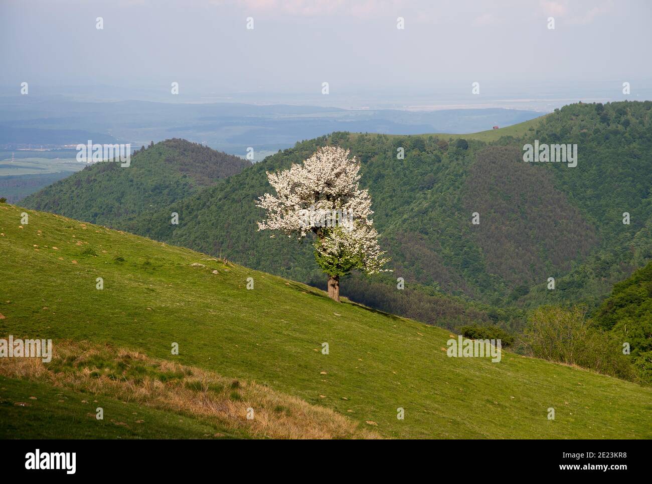 Surrounded by tree covered hills hi-res stock photography and images ...