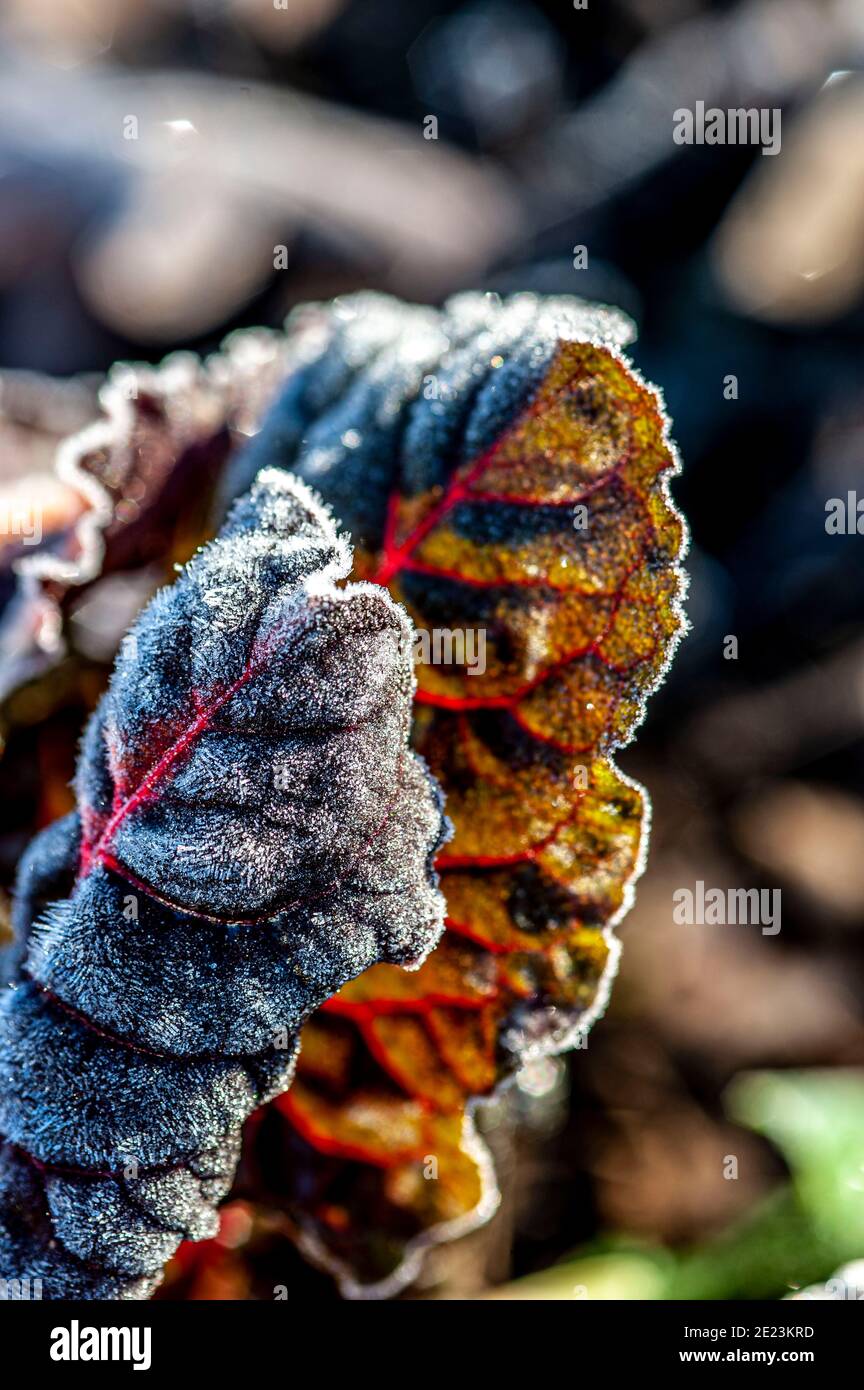 Frost on the leaves of a chard plant in the winter Stock Photo - Alamy