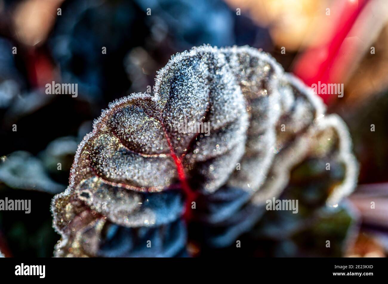 Chard leaves frost hi-res stock photography and images - Alamy