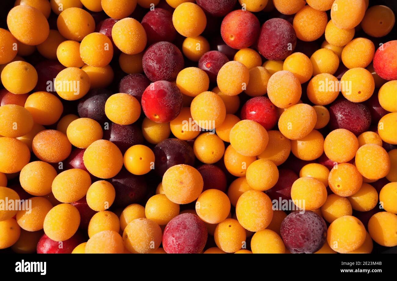 Red and yellow frozen plums Stock Photo - Alamy