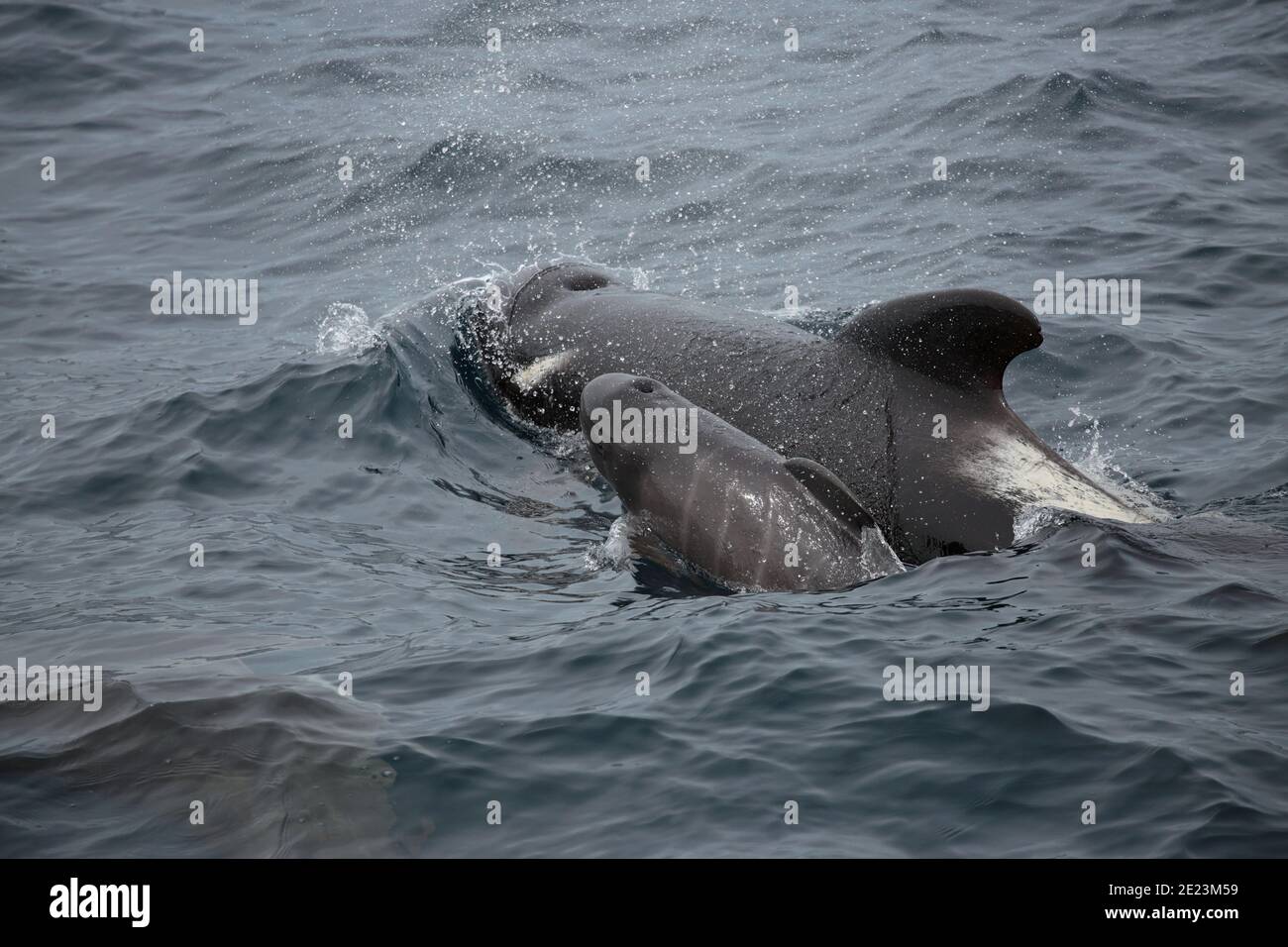 Long finned pilot whales argentina hi-res stock photography and images ...