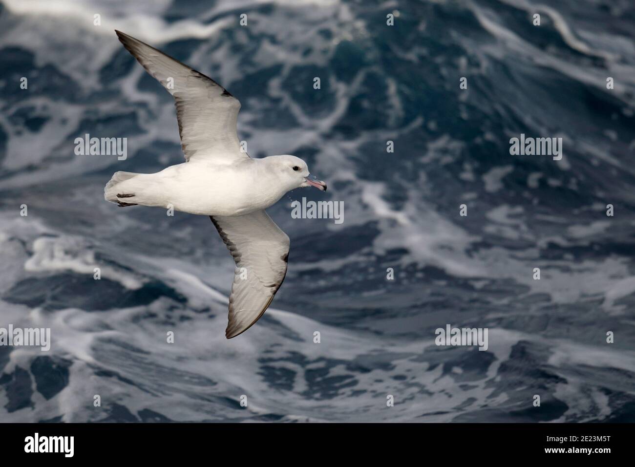 Southern Fulmar (Fulmarus glacialoides), underside view with foaming ...