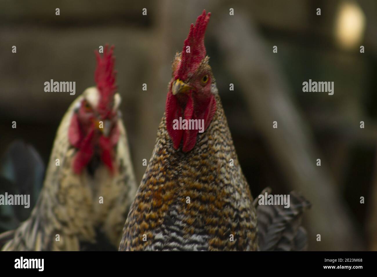 Colorful roosters hi-res stock photography and images - Alamy