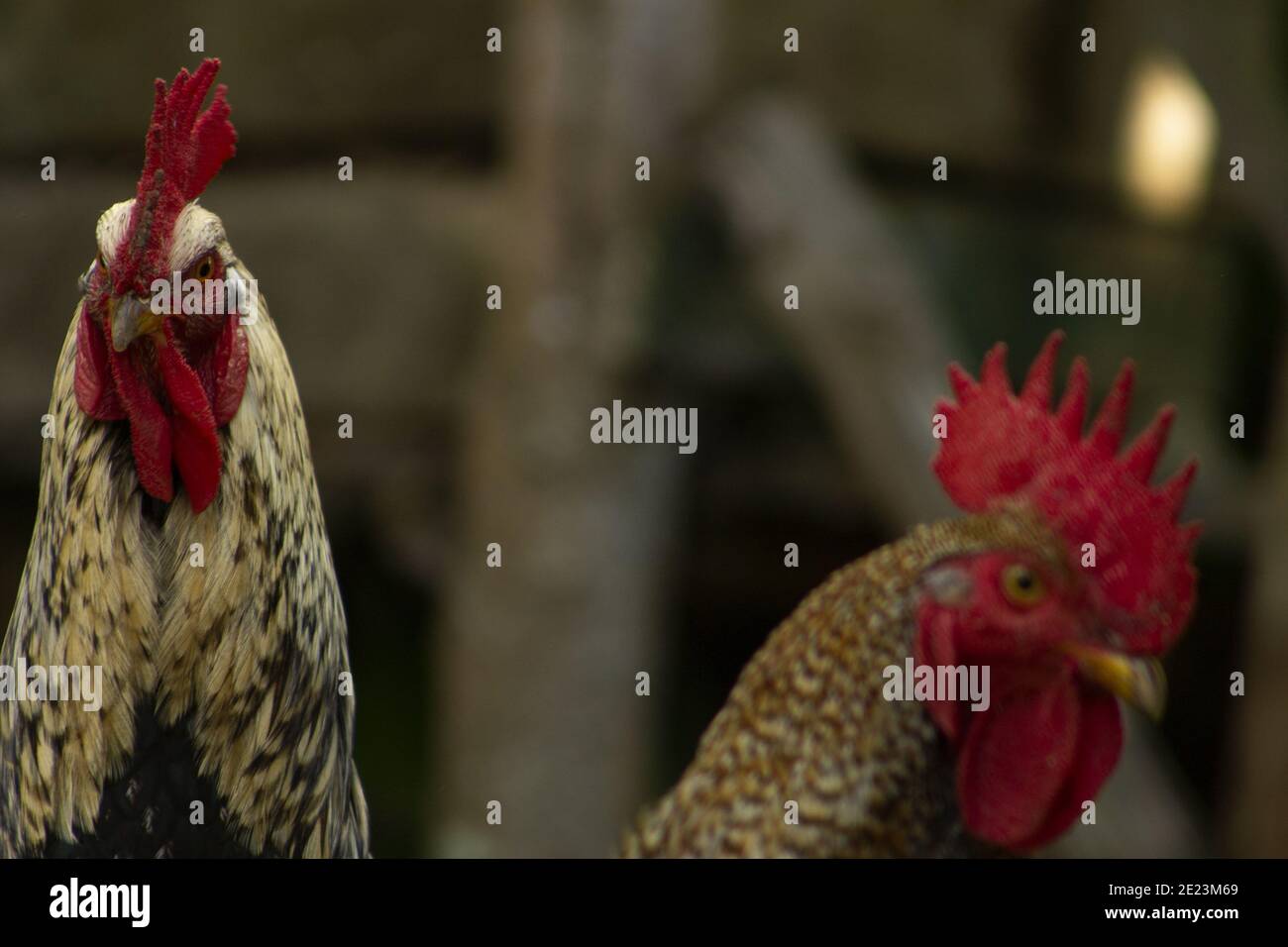 Colorful roosters hi-res stock photography and images - Alamy