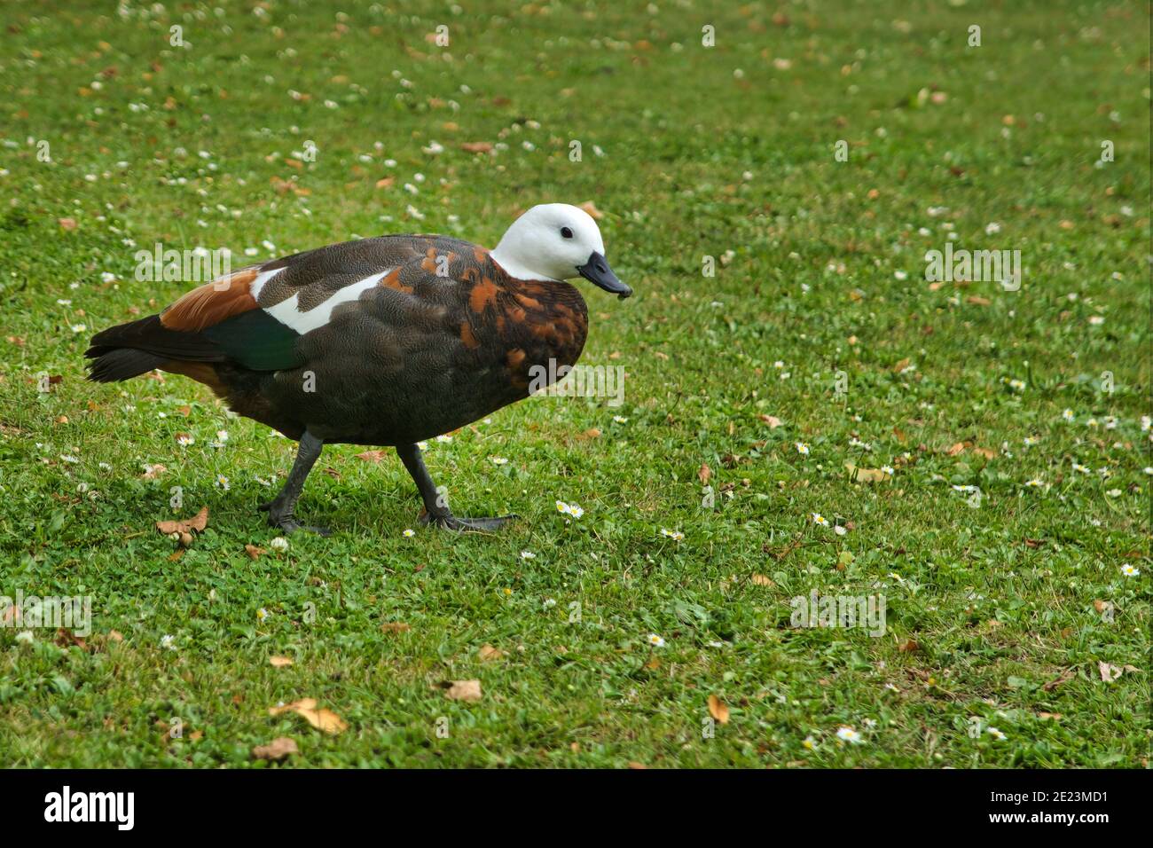 Female paradise shelduck hi-res stock photography and images - Alamy