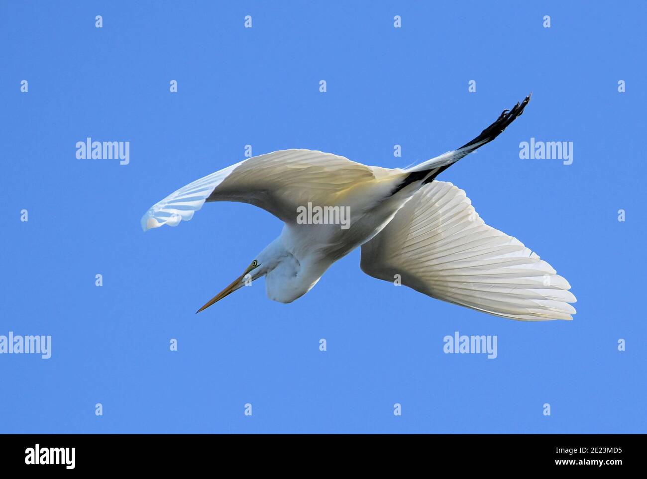 Great WHite Egret in Flight Stock Photo - Alamy