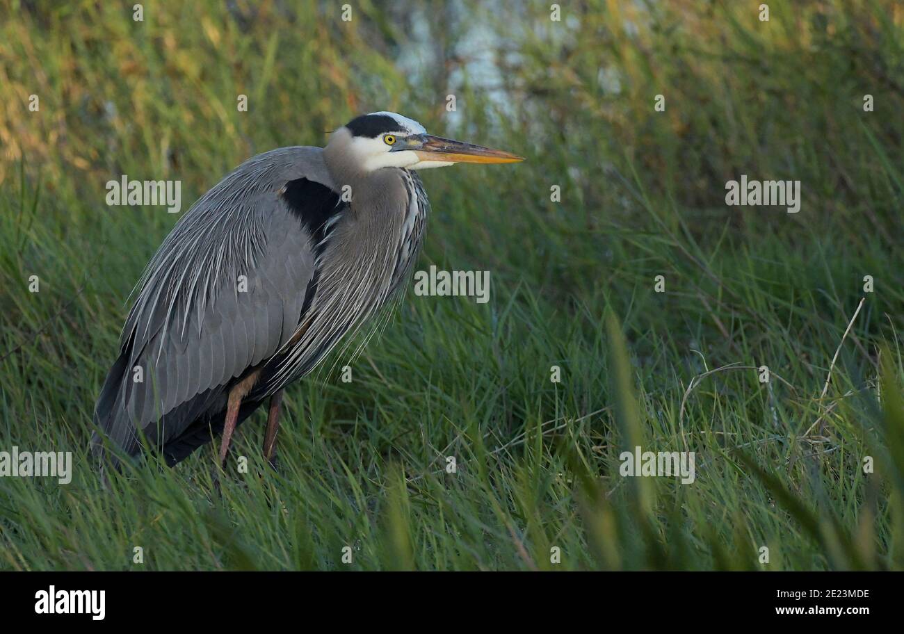 Great Blue Heron in the South Florida Wetlands Stock Photo - Alamy
