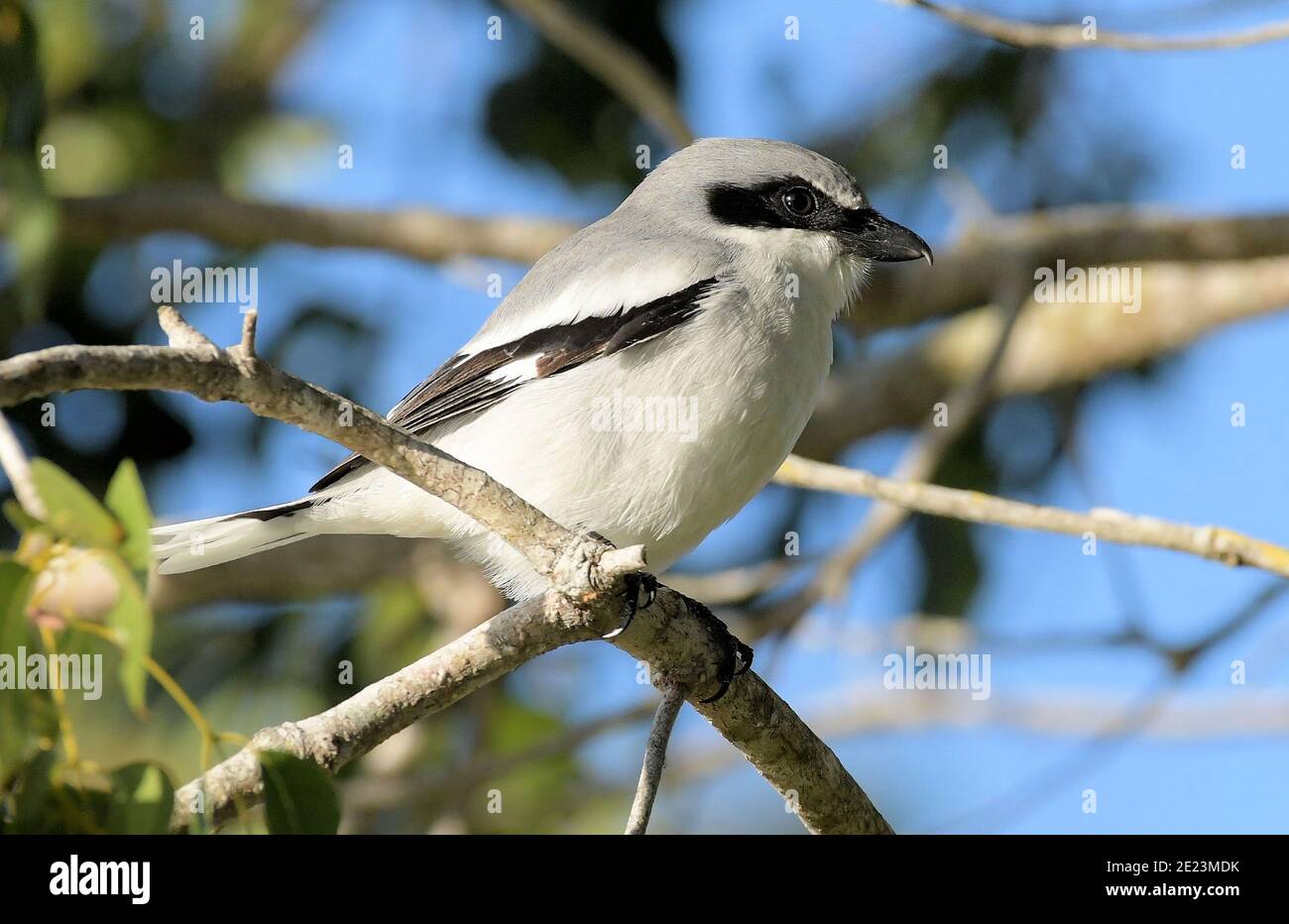 Loggerhead Shrike in south Florida Stock Photo - Alamy