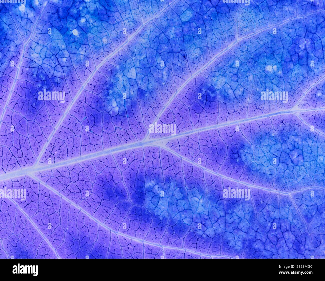 Extreme closeup of an autumn leaf showing the cell structure, colors ...