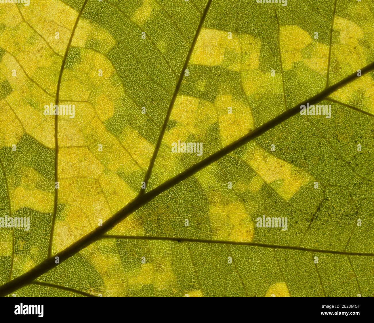 Leaf cell structure hi-res stock photography and images - Alamy