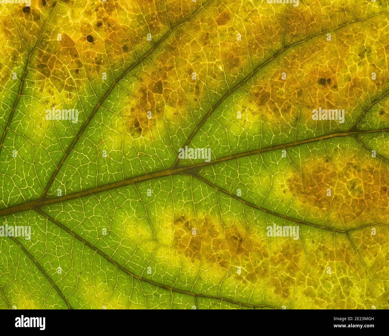 Extreme closeup of an autumn leaf showing the cell structure, colors ...
