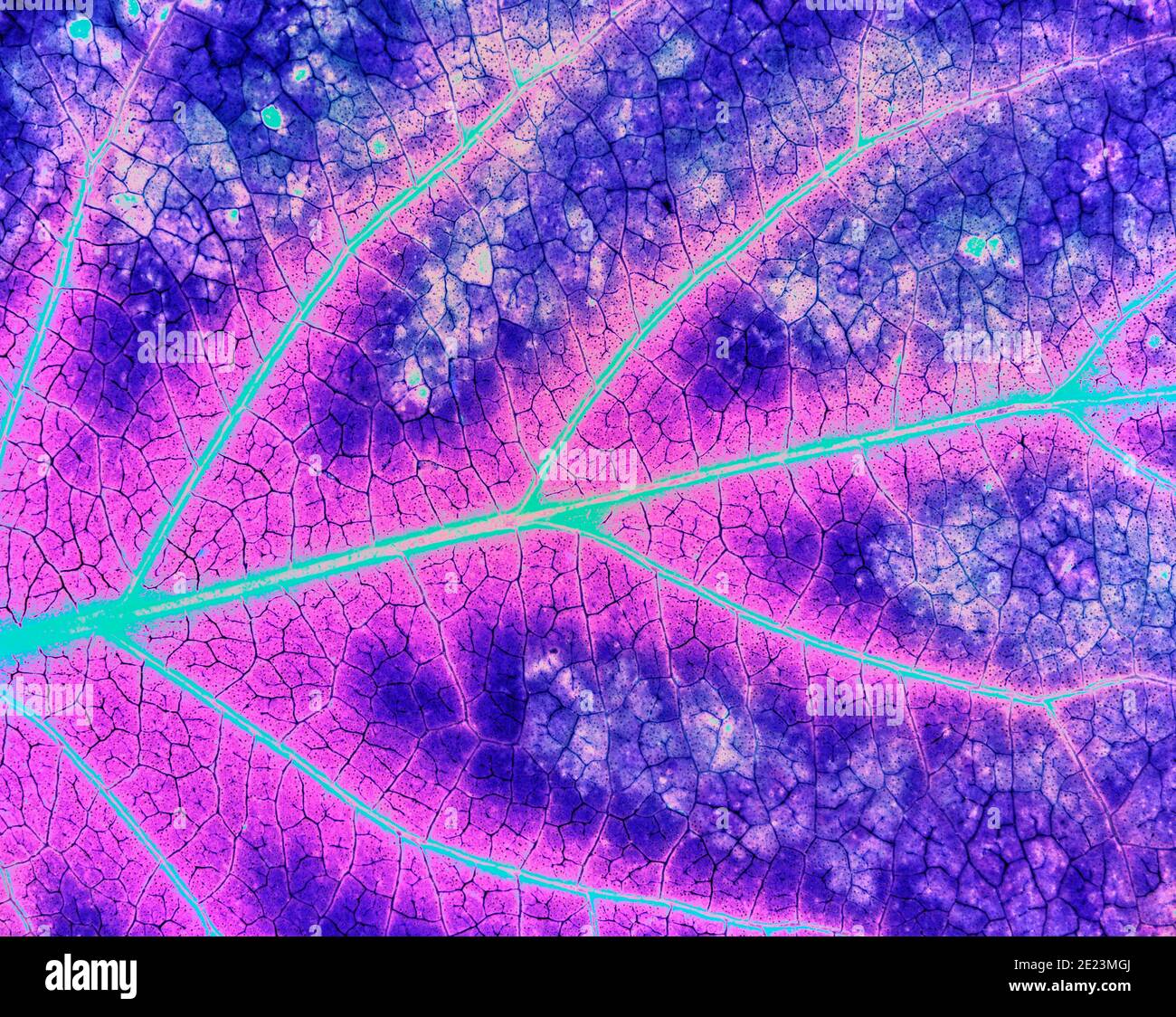 Extreme closeup of an autumn leaf showing the cell structure, colors ...