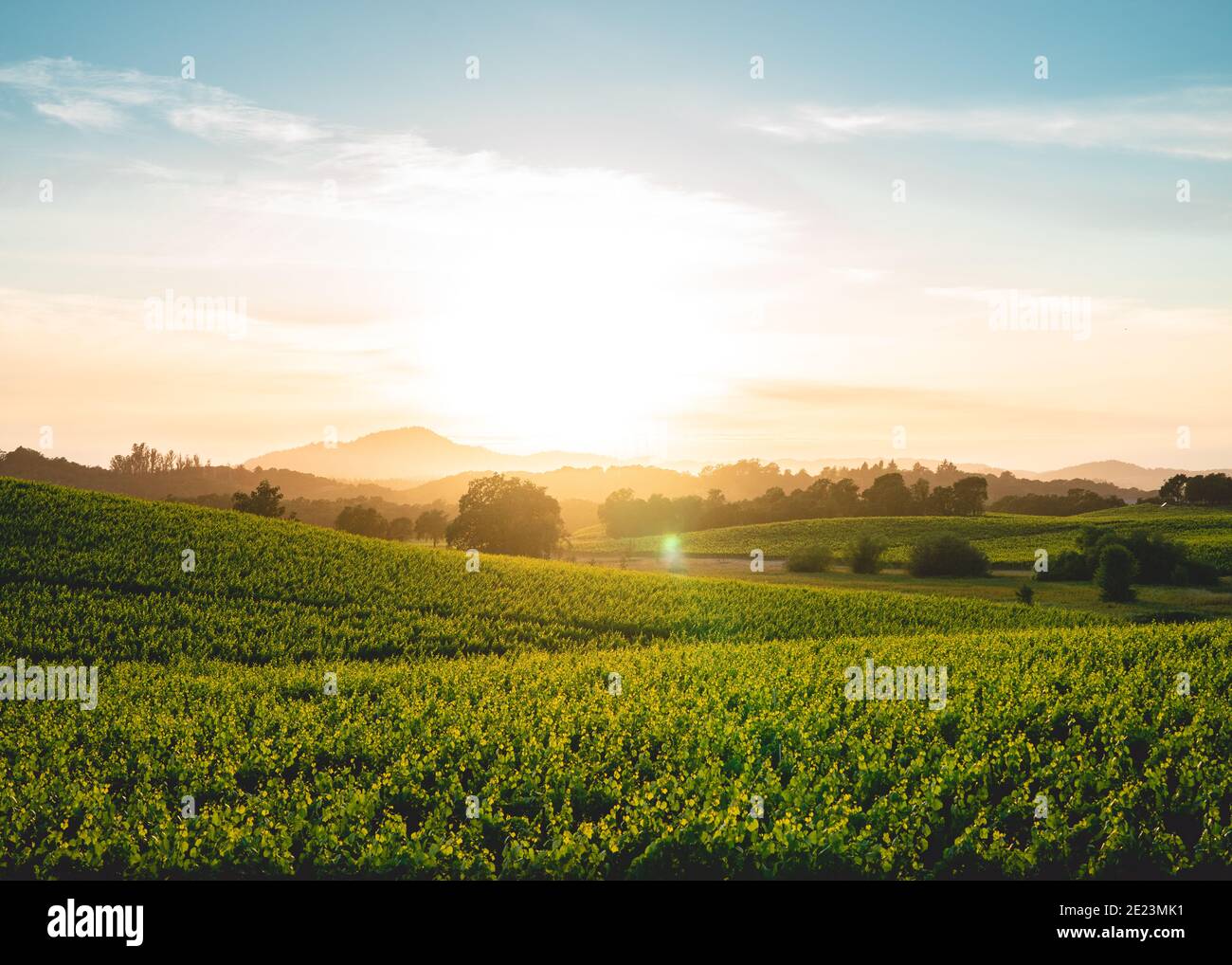 Vitaculture hi-res stock photography and images - Alamy