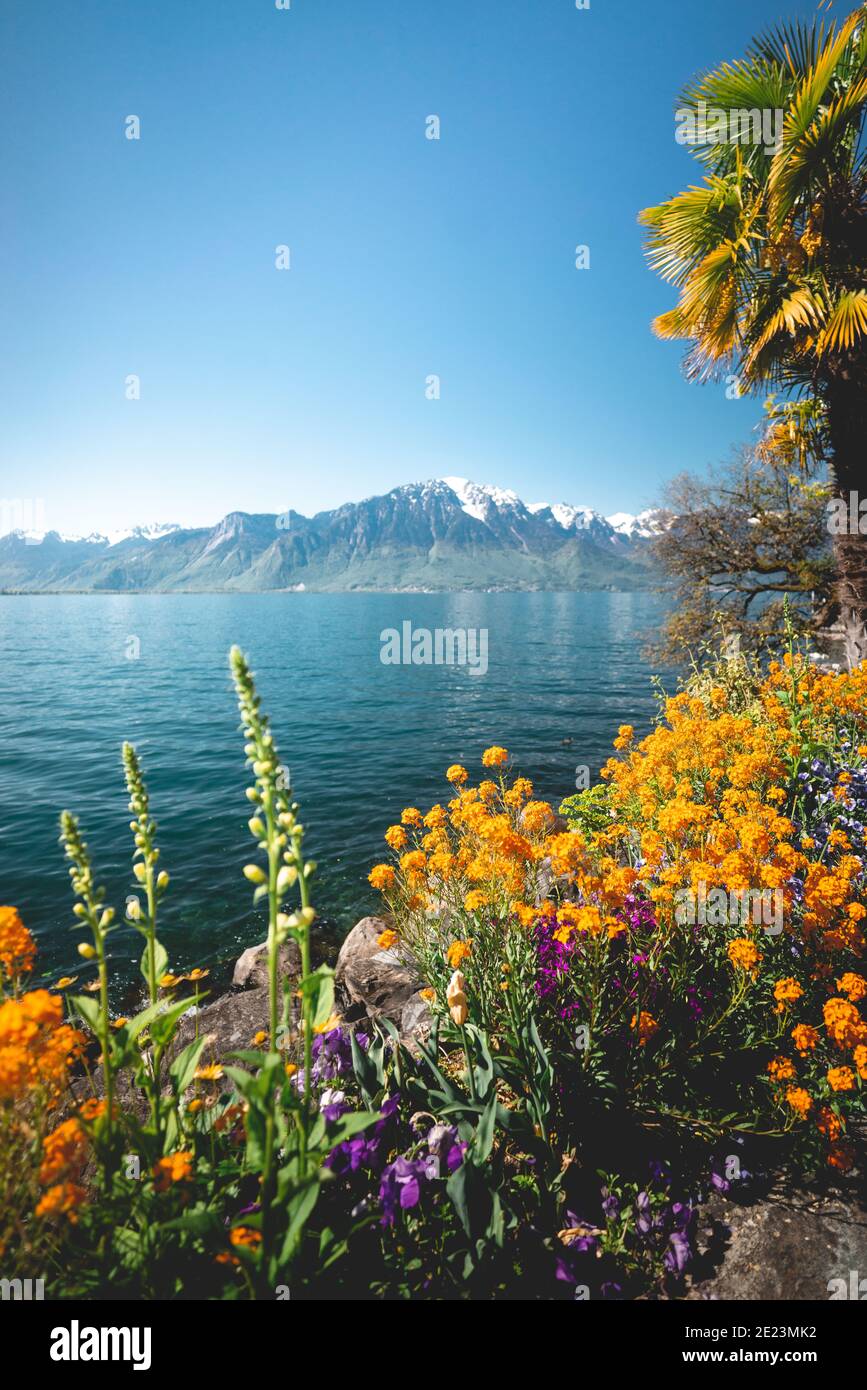 Lakeside flora in Swiss town Stock Photo - Alamy
