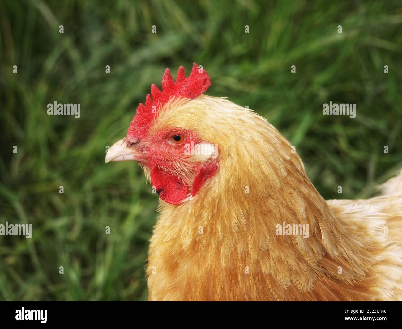 Side view portrait of a light brown hen looking to the left against a ...