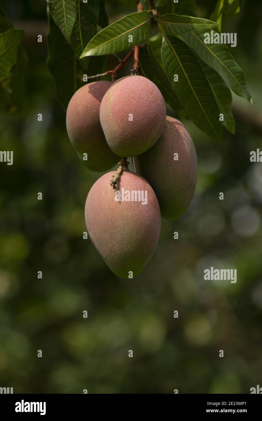 Vertical shot of growing mangoes on a tree branch Stock Photo - Alamy
