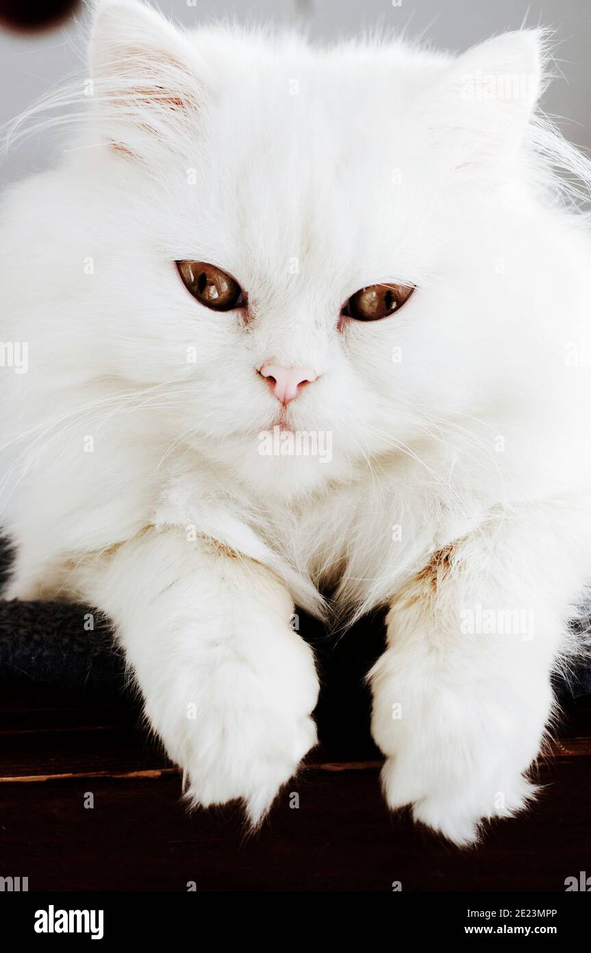 Fluffy white cat hi-res stock photography and images - Alamy