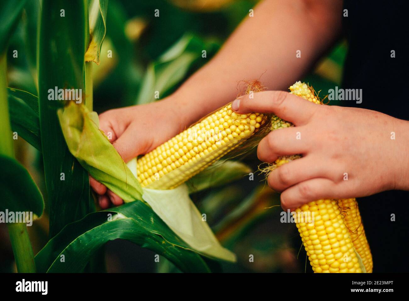 Farmer holding corn cobs in hand in corn field. A close up of an woman ...