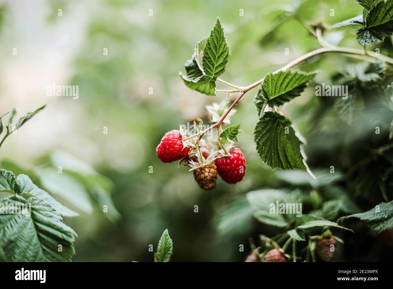 Red raspberry on the vine Stock Photo - Alamy