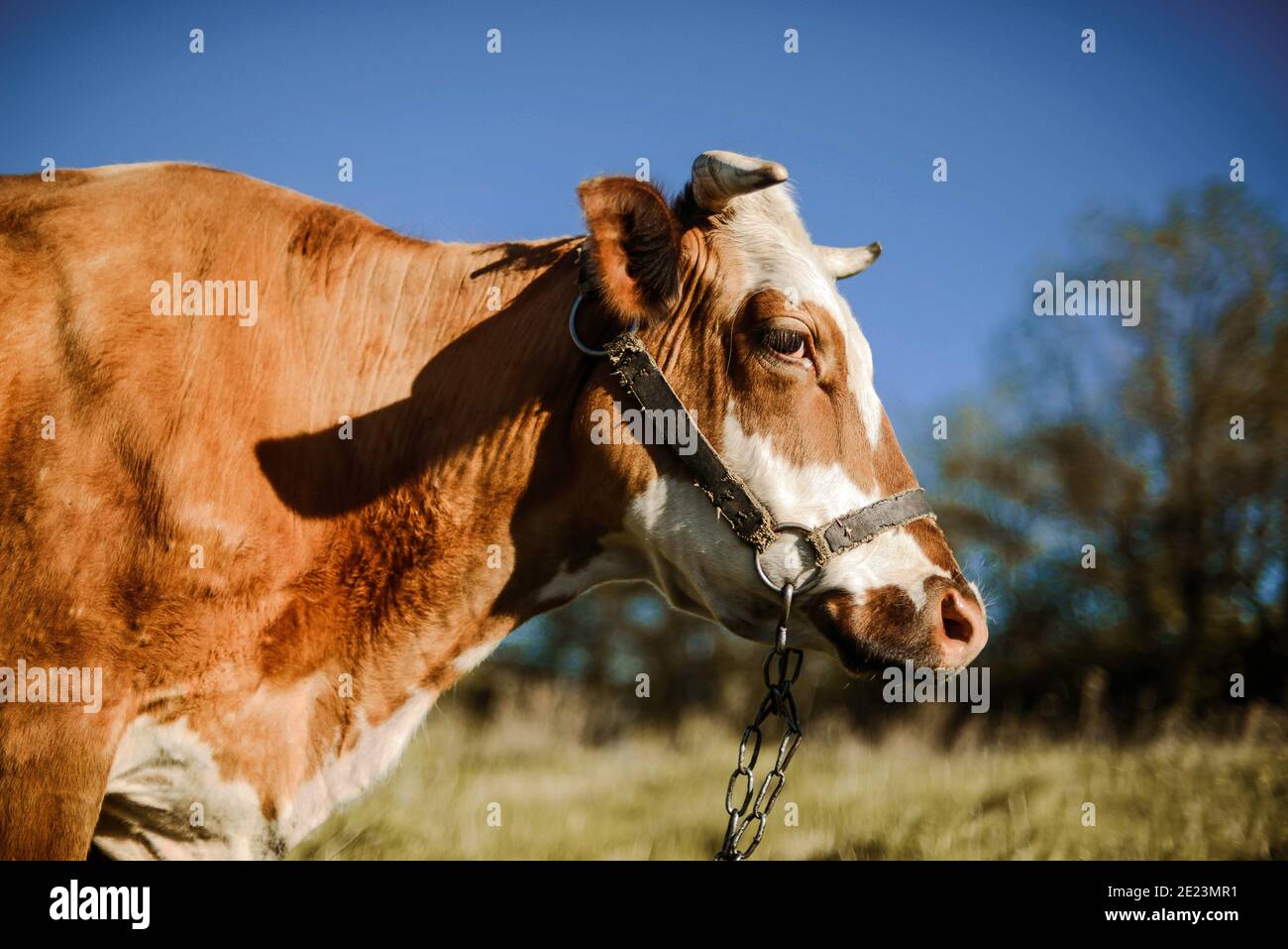 Cow stands up hi-res stock photography and images - Alamy