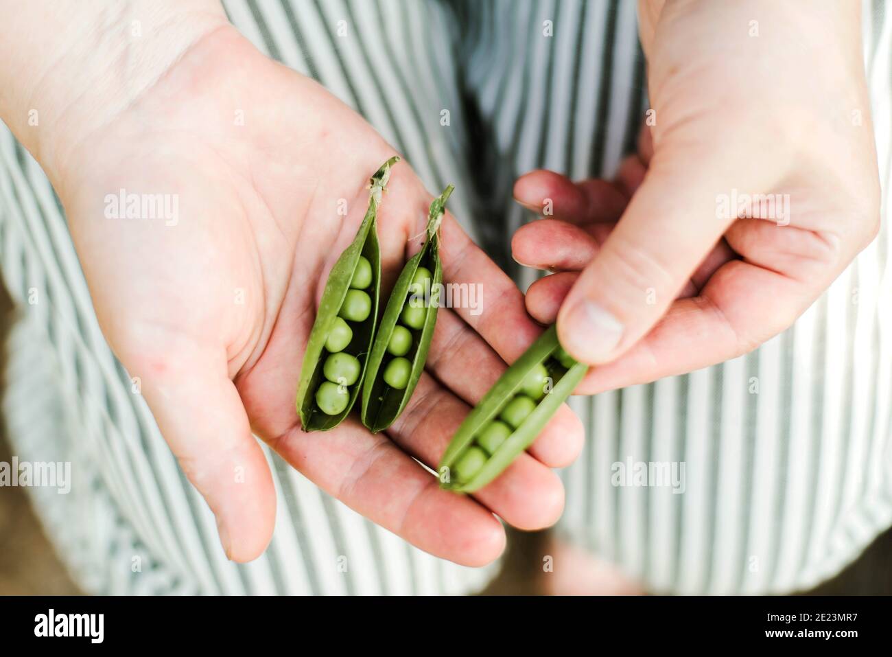 Pea body hi-res stock photography and images - Alamy