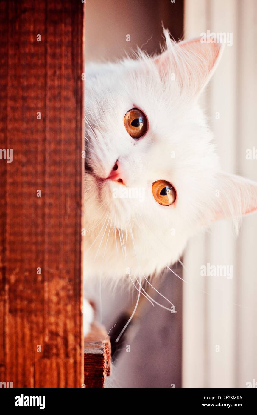 Curious white cat hi-res stock photography and images - Alamy