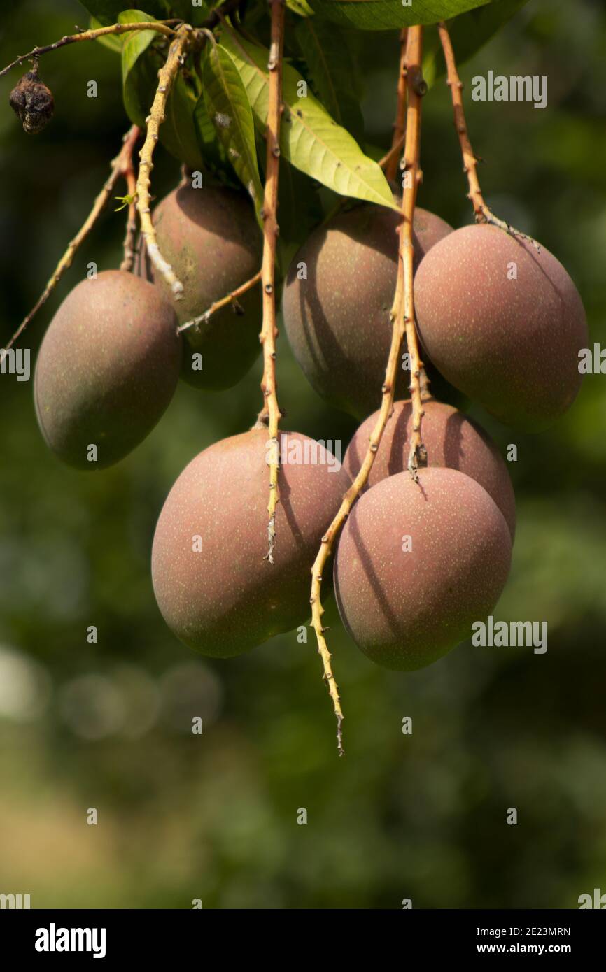 Vertical shot of growing mangoes on a tree branch Stock Photo - Alamy