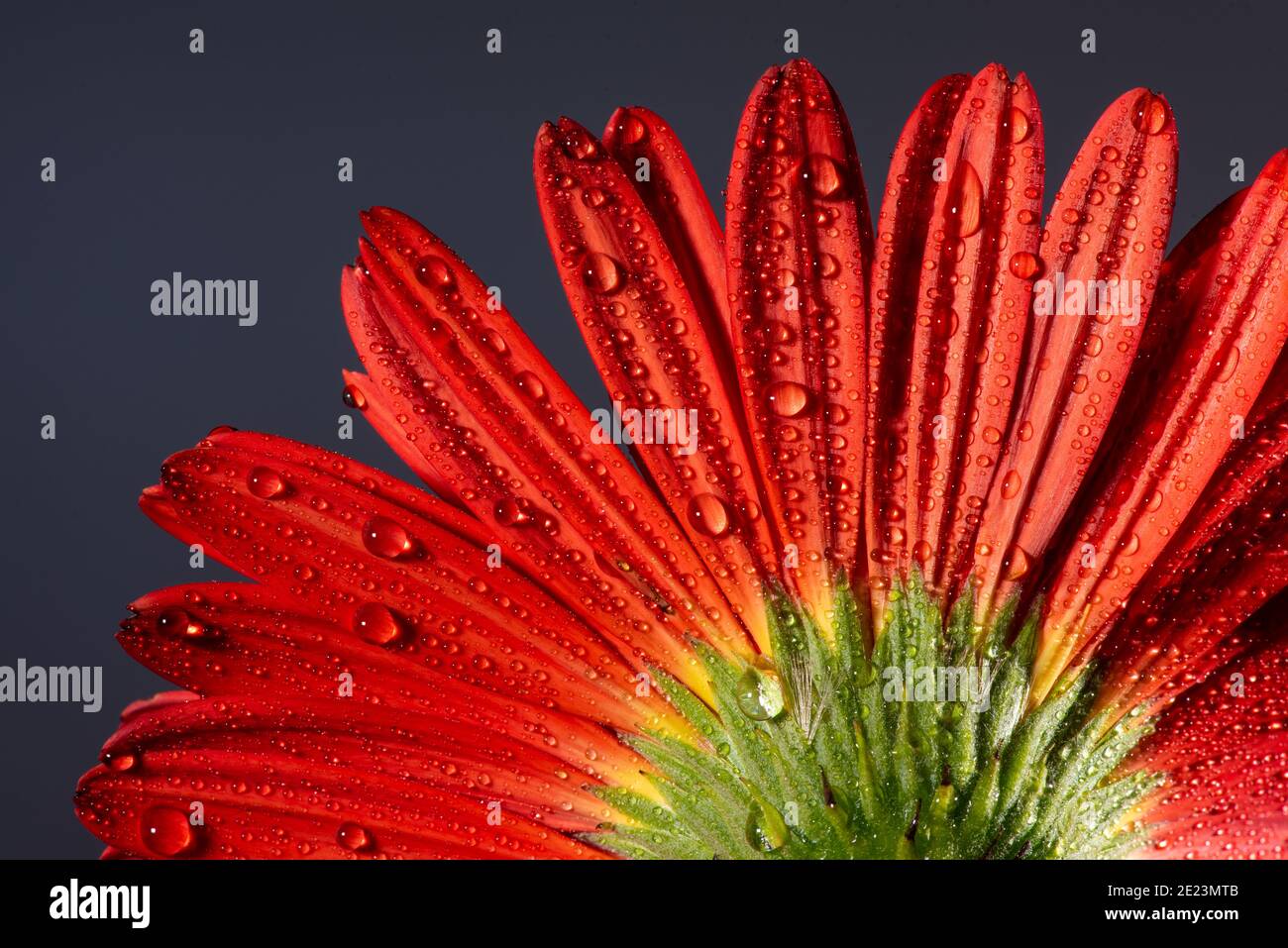 Sprayed flowers hi-res stock photography and images - Alamy