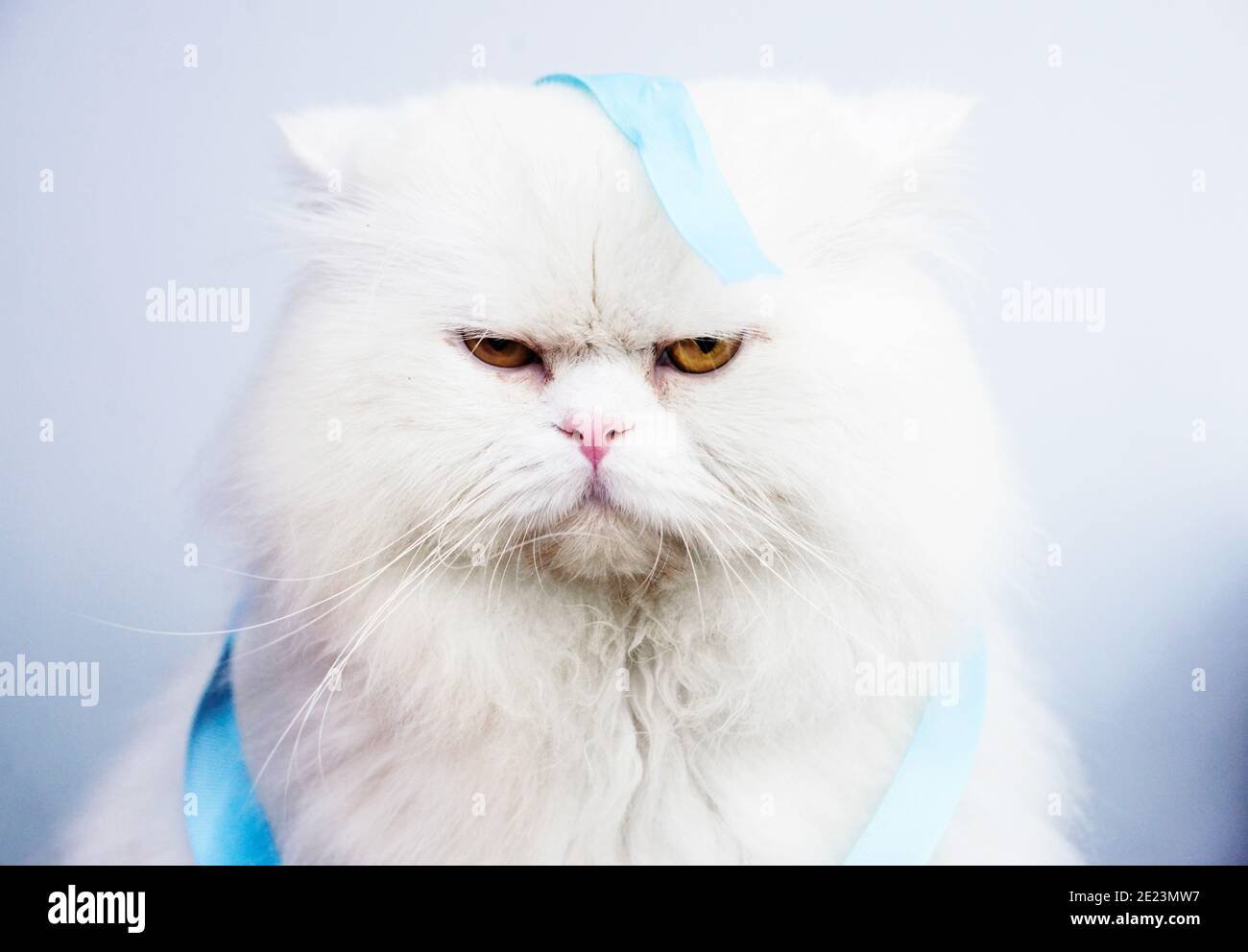Fluffy white cat with annoyed expression Stock Photo - Alamy