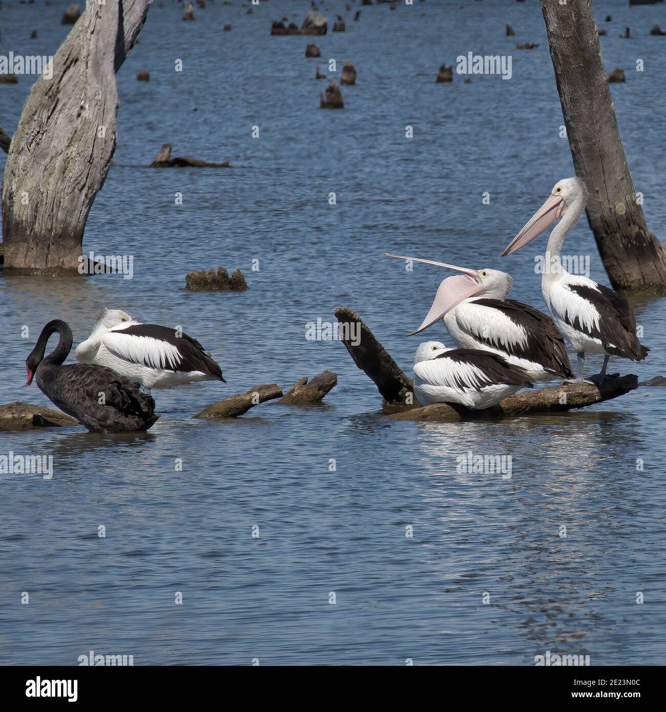 Open beak pouch hi-res stock photography and images - Alamy