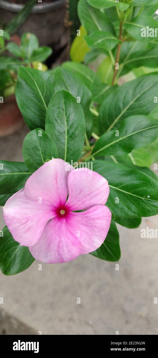 Growing rose periwinkle flower hi-res stock photography and images - Alamy