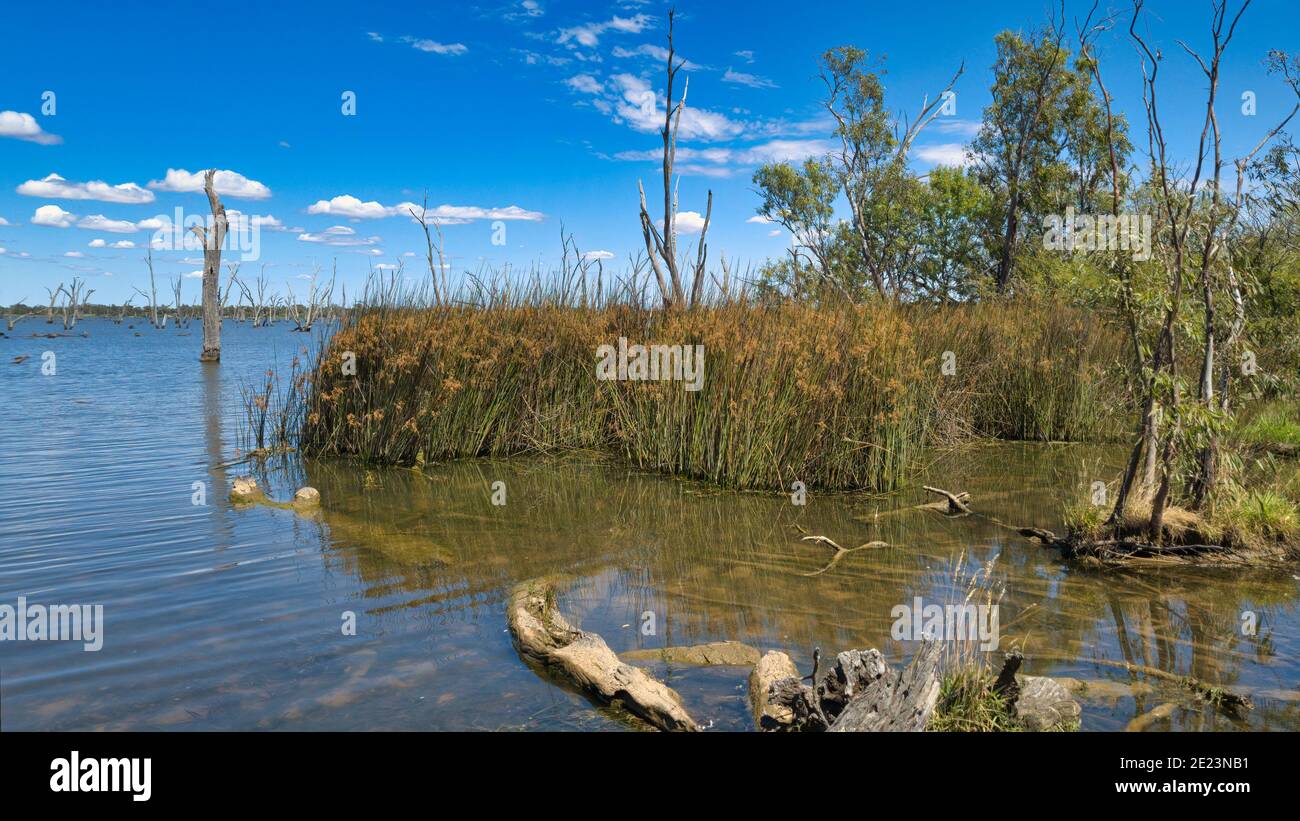 Fallen trees reeds and dead trees in Lake Mulwala Stock Photo - Alamy