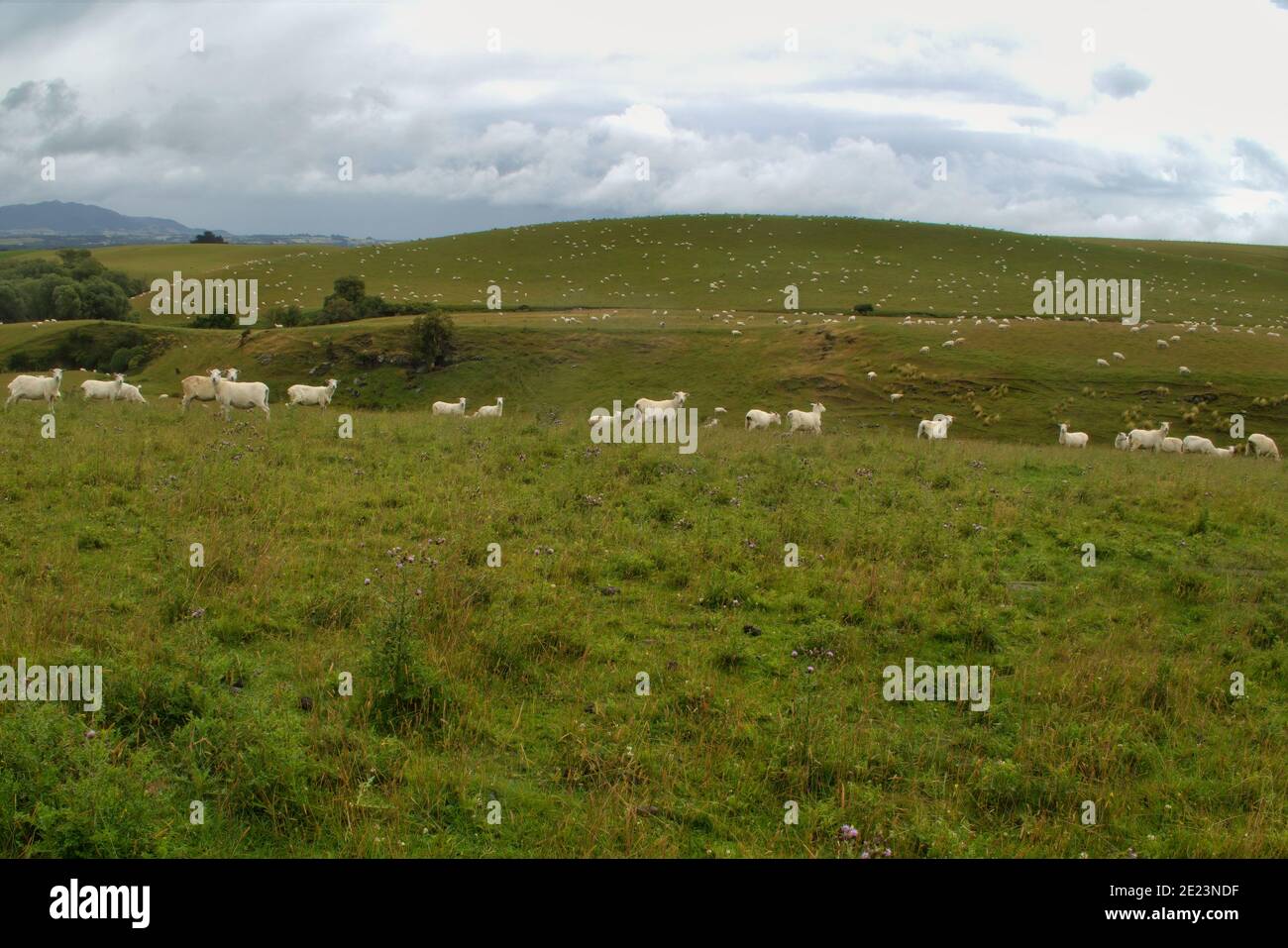 Hundreds of sheep hi-res stock photography and images - Alamy