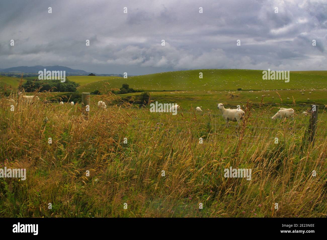 Hundreds of sheep hi-res stock photography and images - Alamy