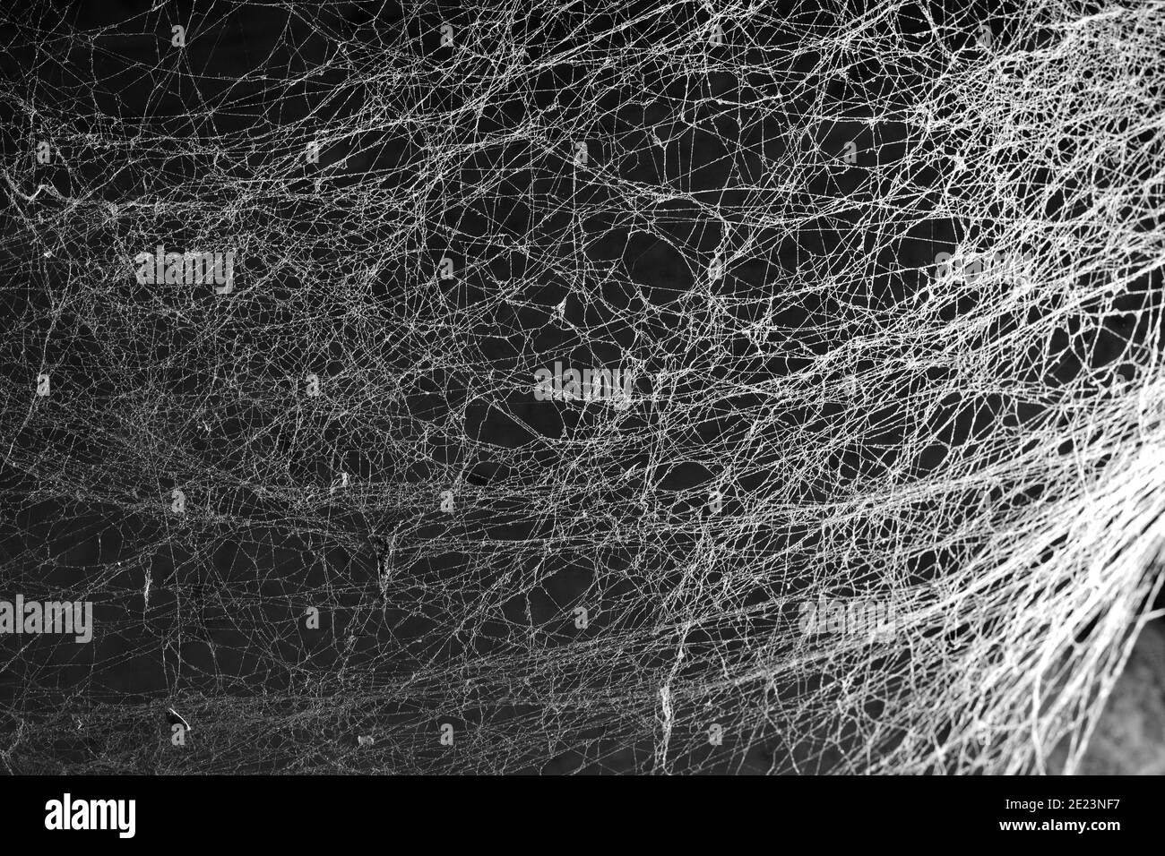 Real web spiders hi-res stock photography and images - Alamy